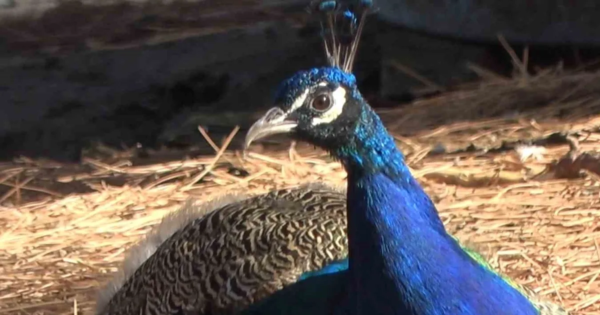 Yalova’da Tavuskuşu, ‘’Tokat tavuğuna annelik yapıyor’’ - Yalova Haberleri