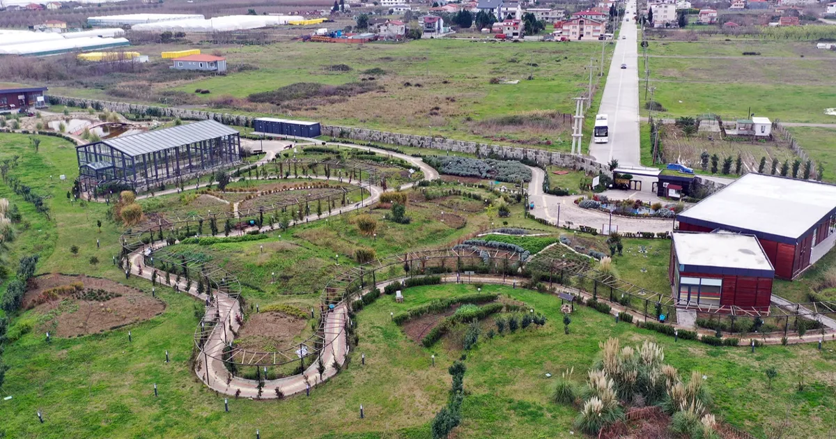 Altınova Tıbbi Aromatik Bitkiler Bahçesi’nde yetiştirilen ıtır ...